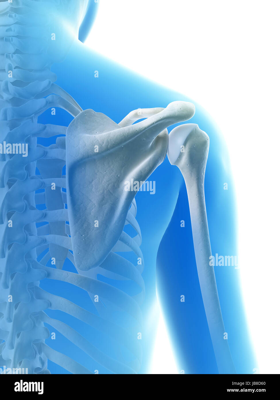 rendered illustration of the shoulder joint Stock Photo - Alamy