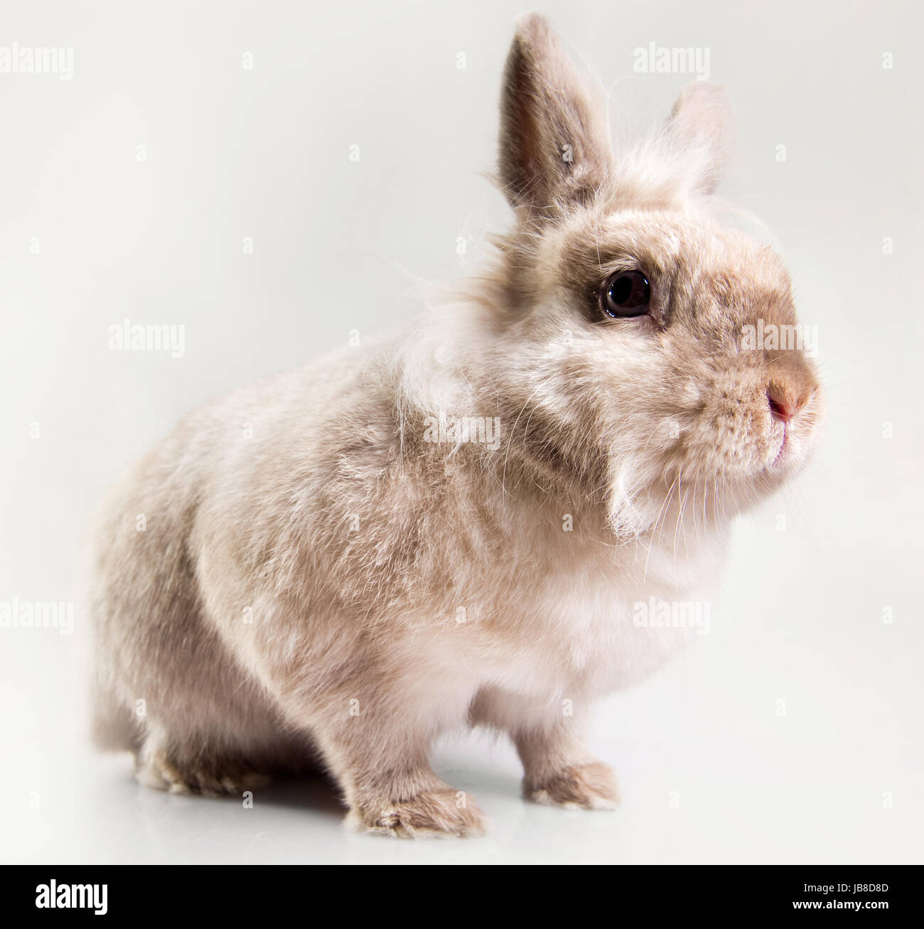 Adorable bunny indoors Stock Photo - Alamy