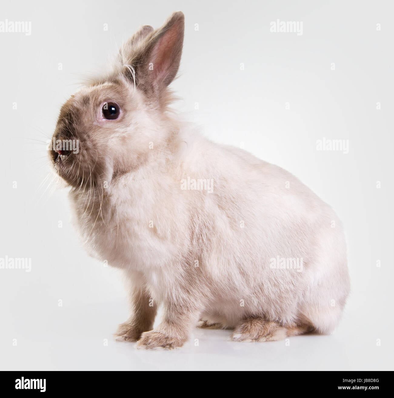 Adorable bunny indoors Stock Photo - Alamy