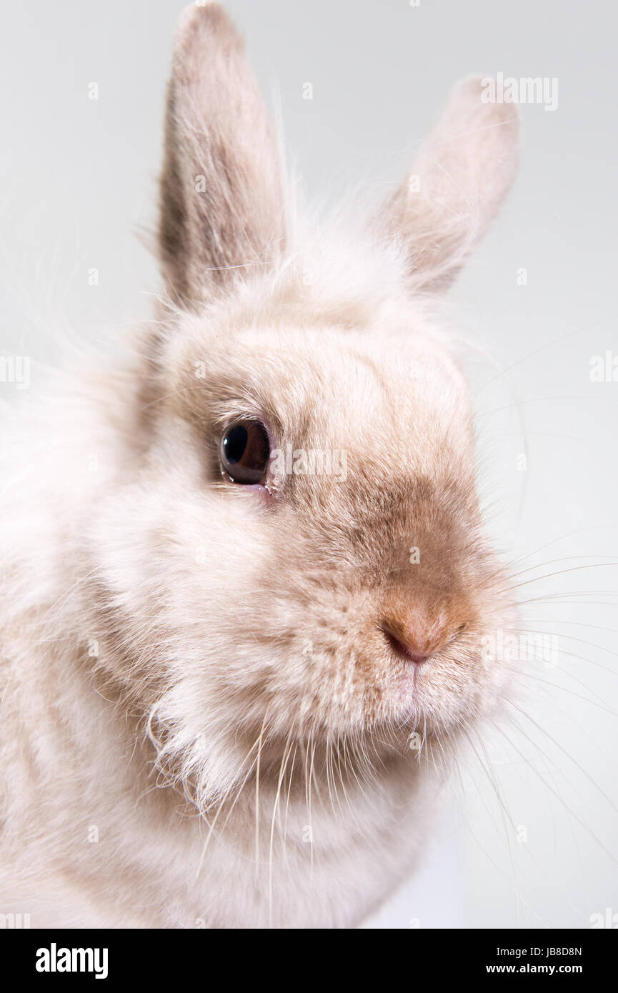 Adorable bunny close-up Stock Photo - Alamy