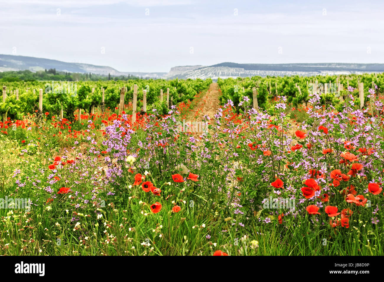 Poppies vine hi-res stock photography and images - Alamy
