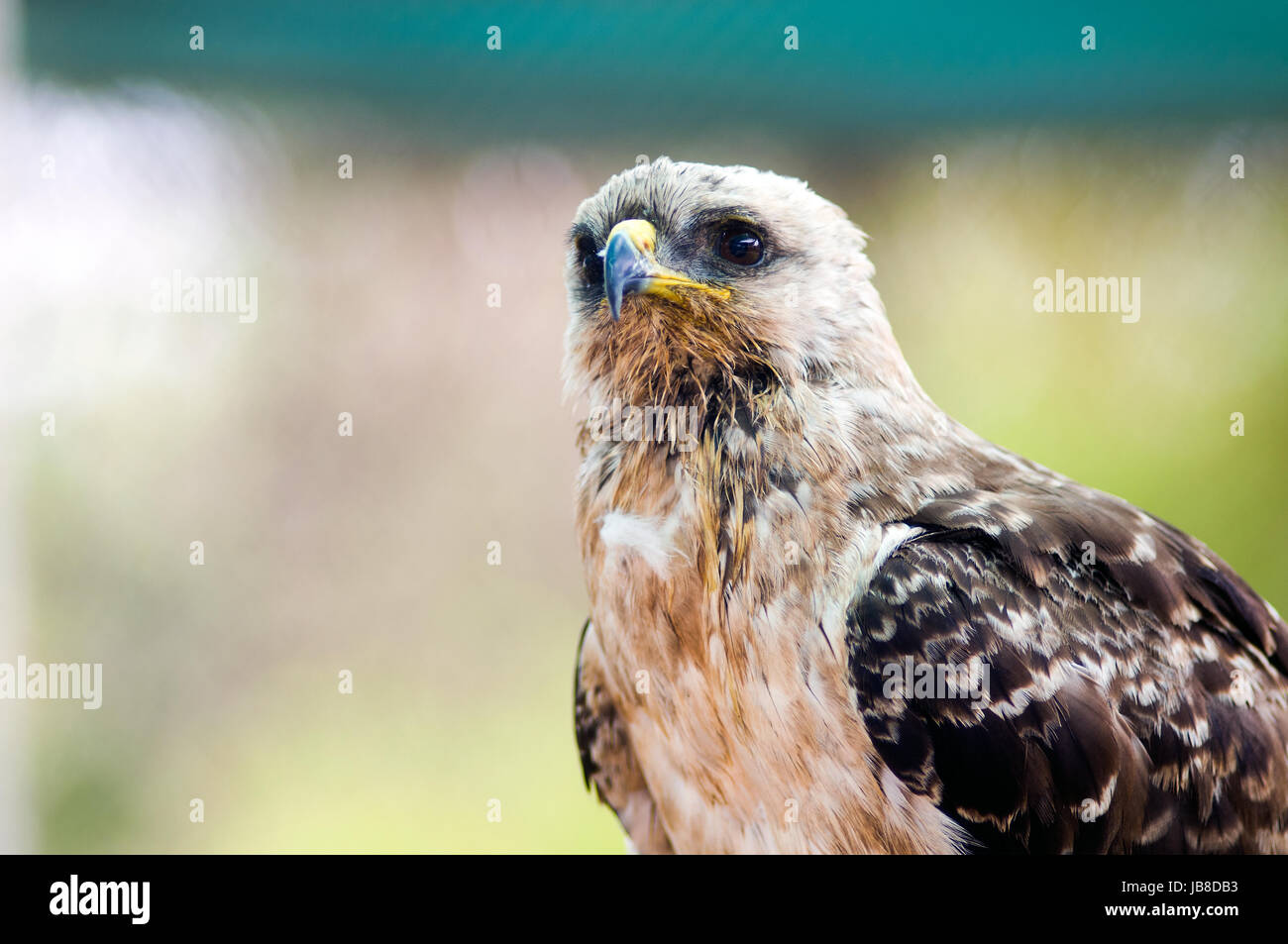 African hawk eagle hi-res stock photography and images - Alamy