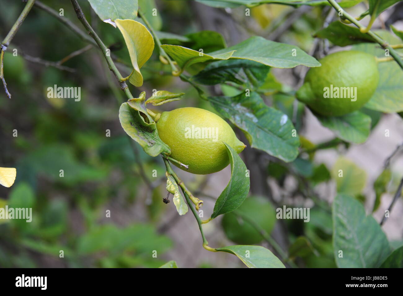 ganz frisch citronen Stock Photo - Alamy