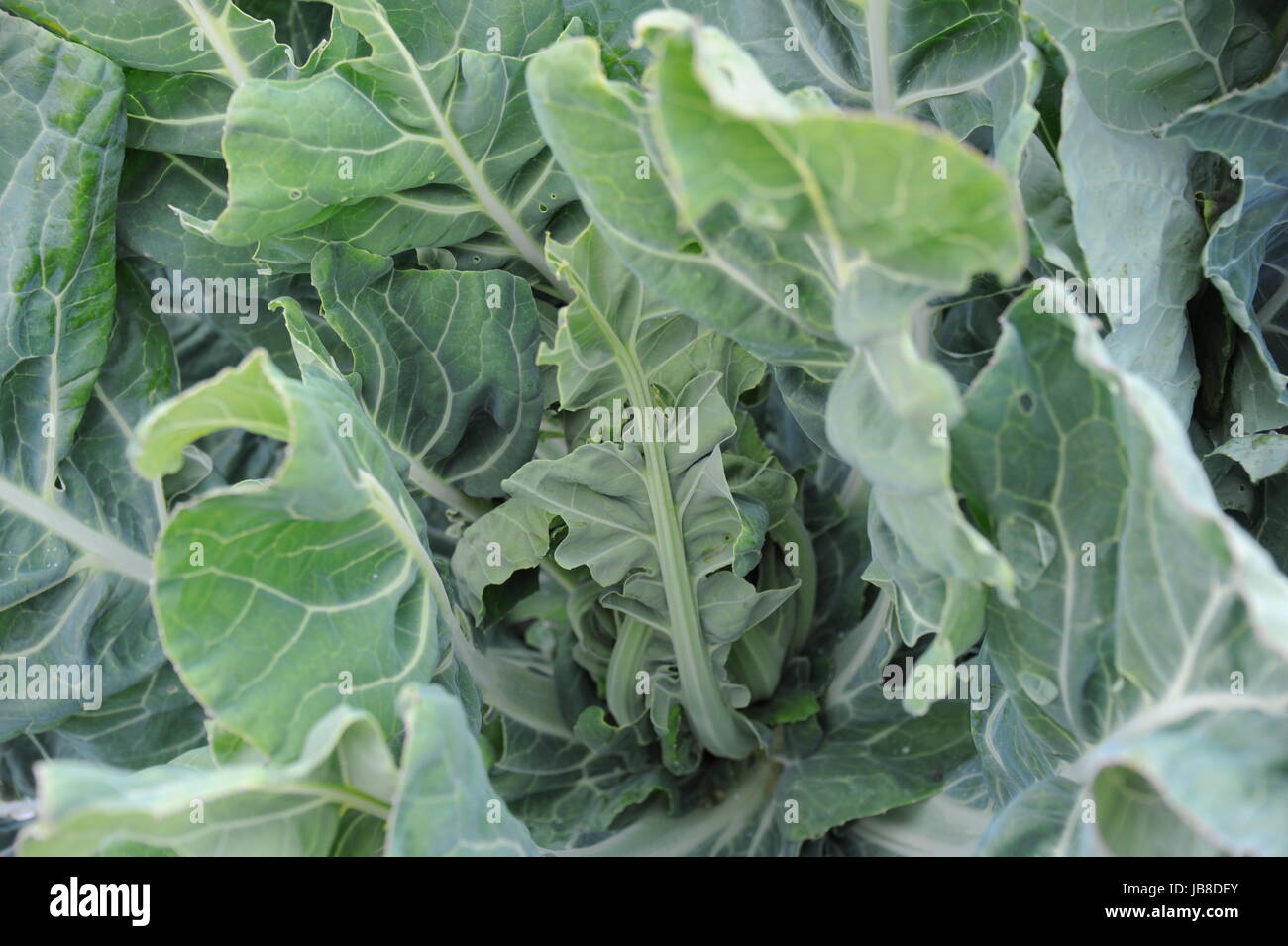 Staudenkohl hi-res stock photography and images - Alamy