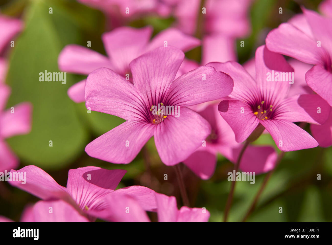 Pink oxalis oxalis articulata oxalidaceae hi-res stock photography and ...