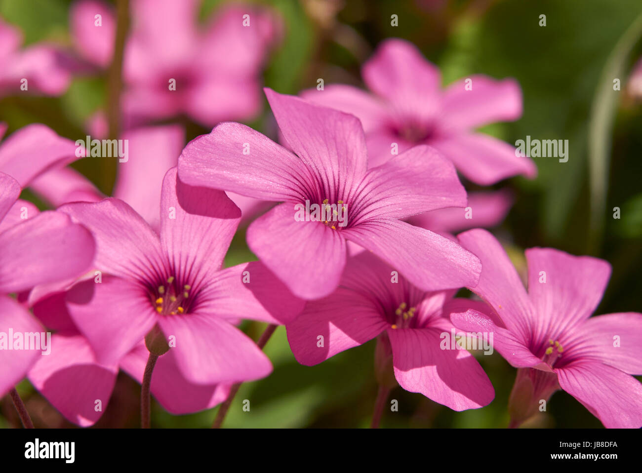 Pink oxalis oxalis articulata oxalidaceae hi-res stock photography and ...