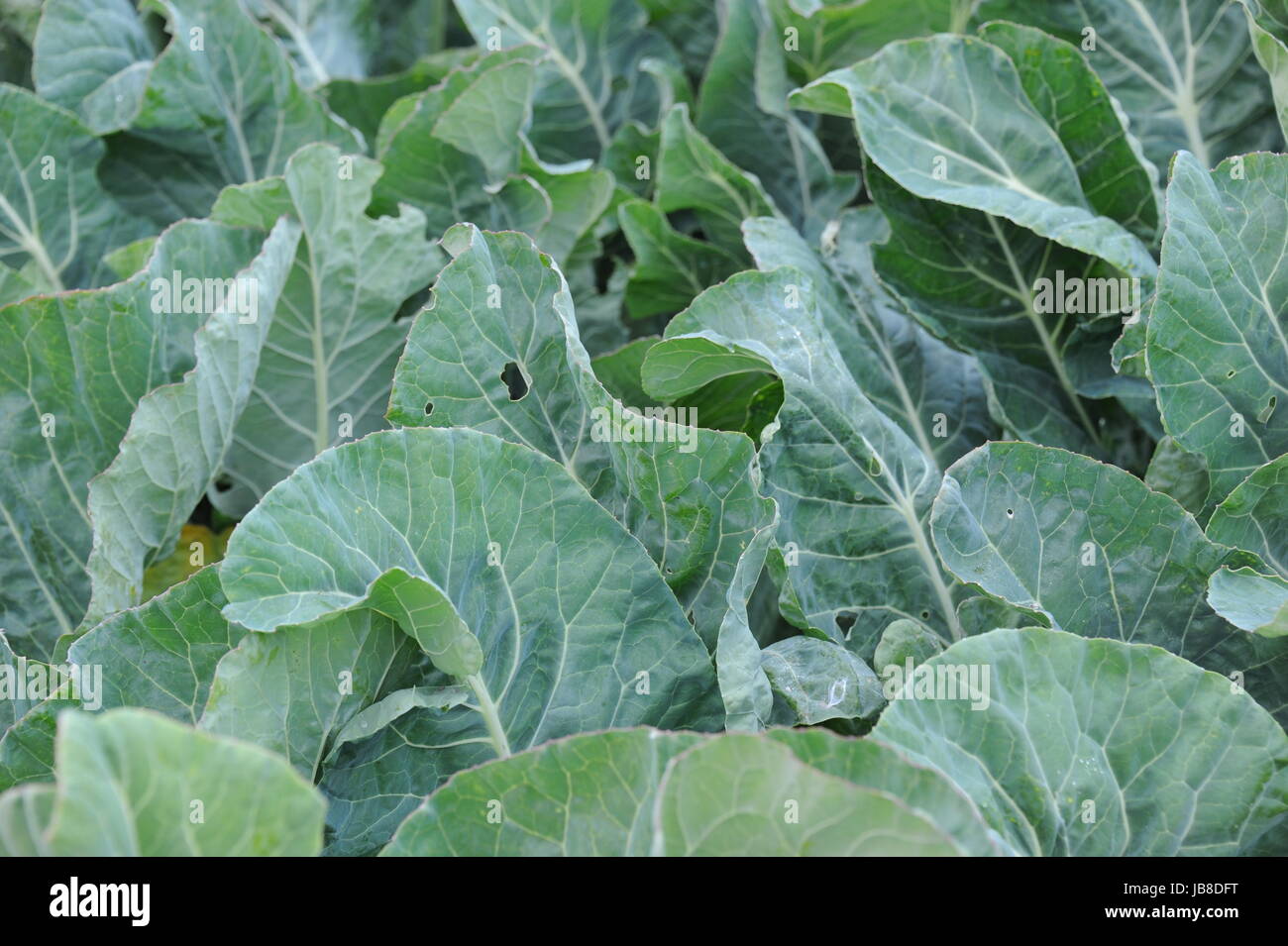 Staudenkohl hi-res stock photography and images - Alamy