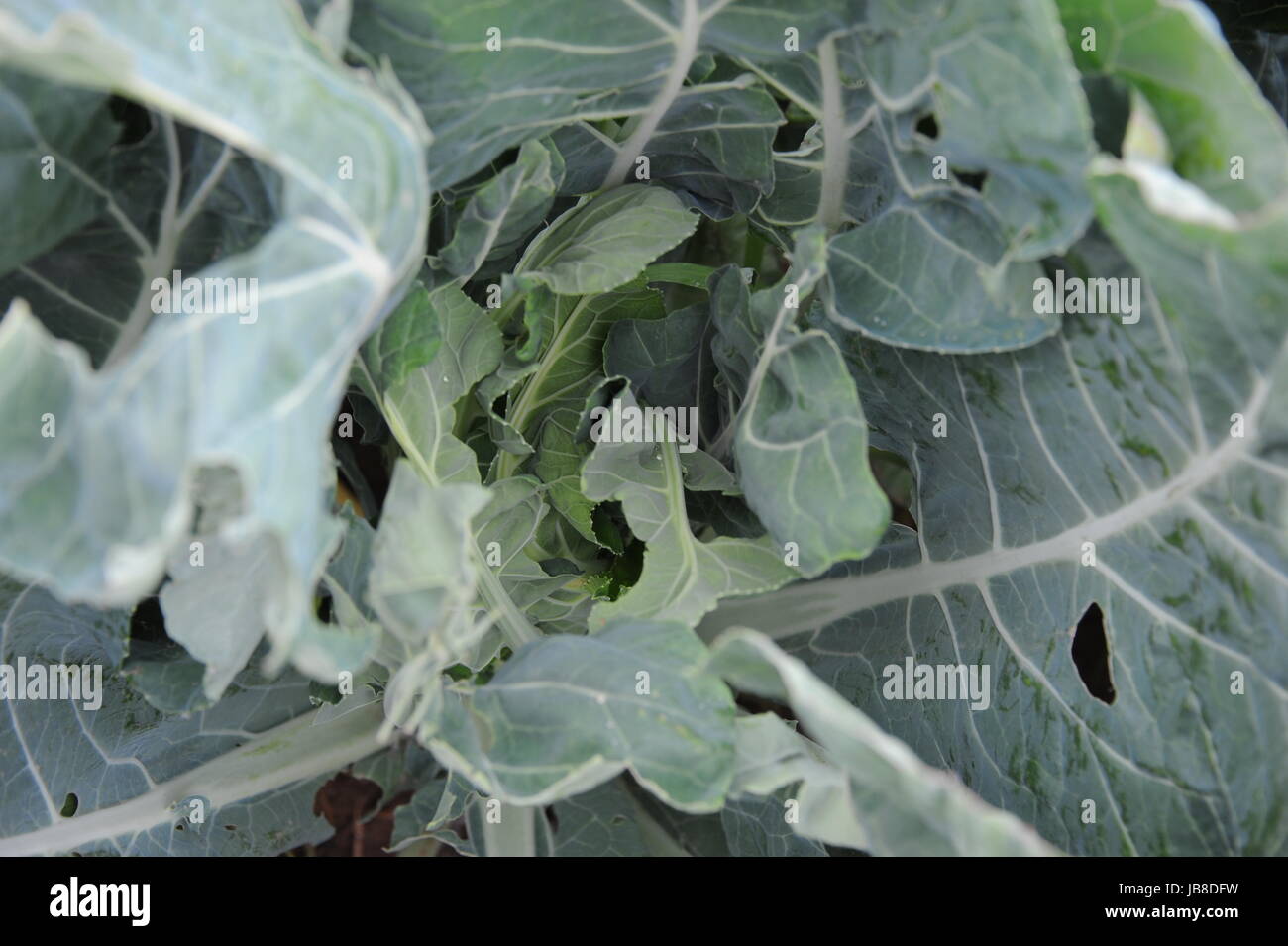 Kabis hi-res stock photography and images - Alamy