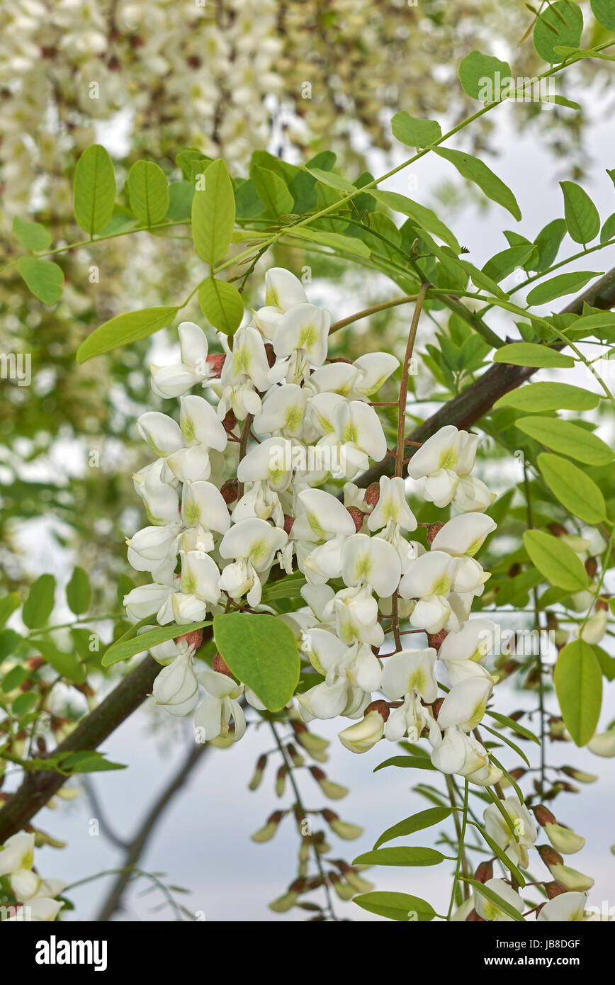 Yellow false acacia hi-res stock photography and images - Alamy