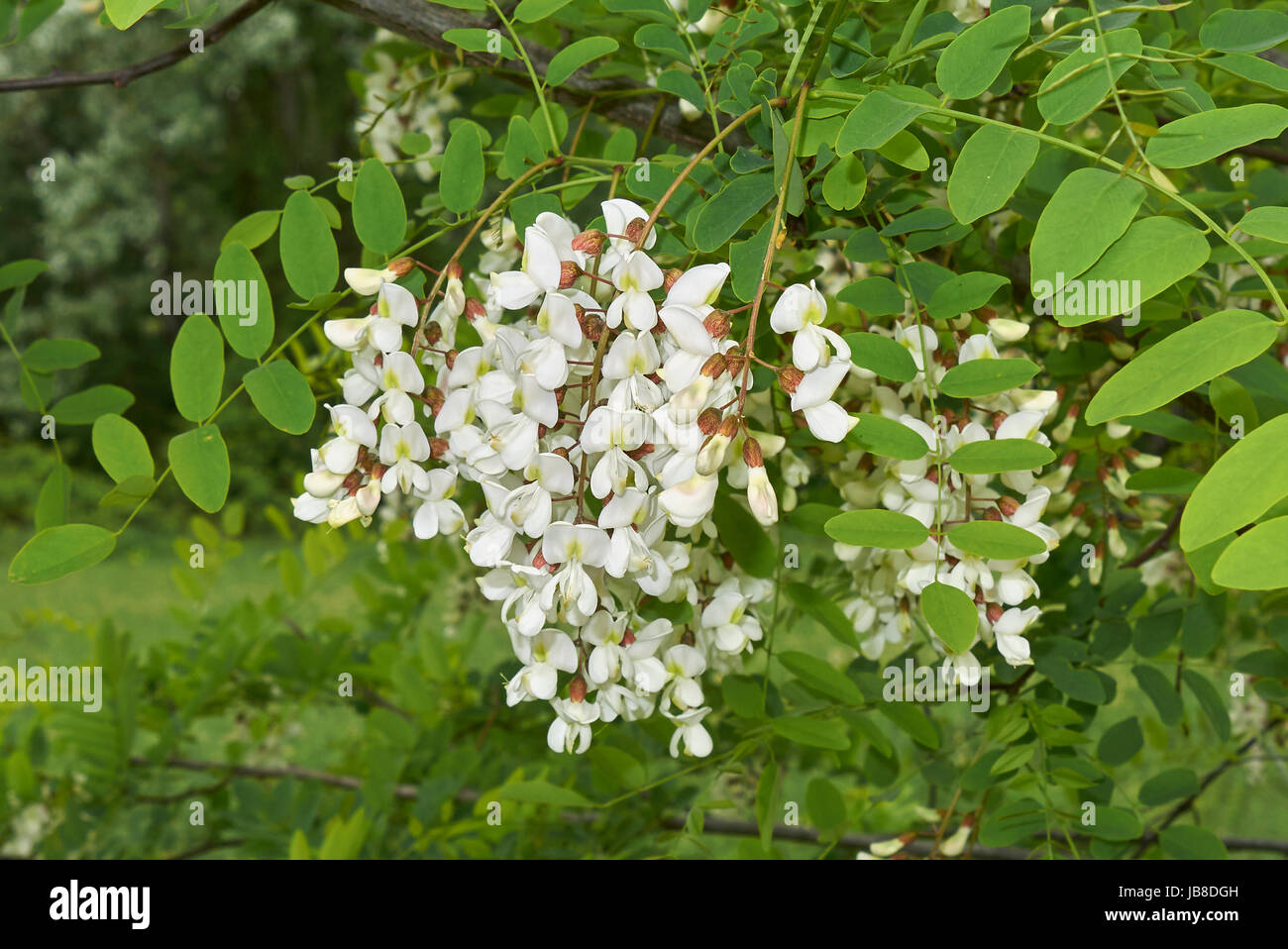 Robinia pseudoacacia Stock Photo - Alamy