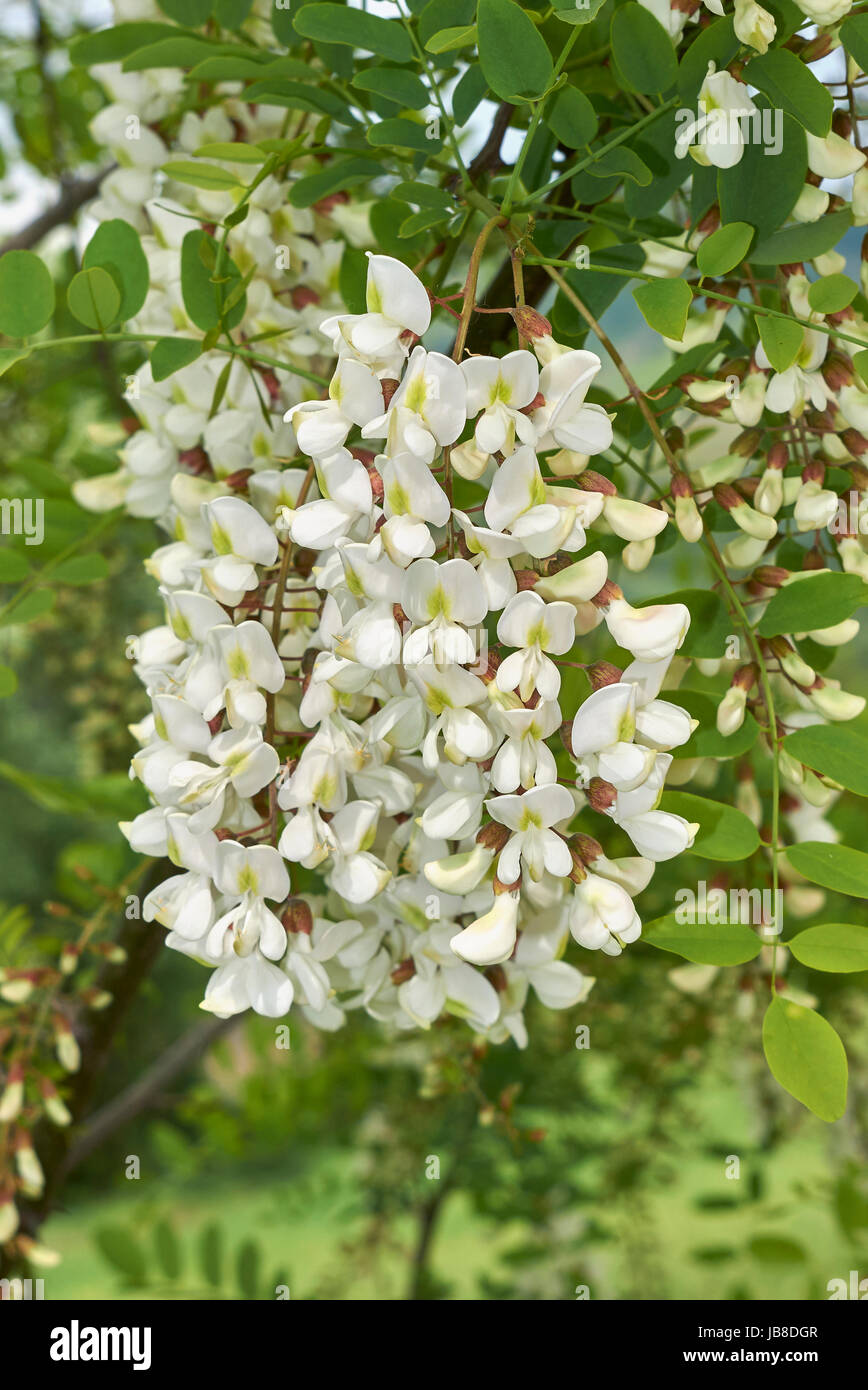 Robinia honey hi-res stock photography and images - Alamy