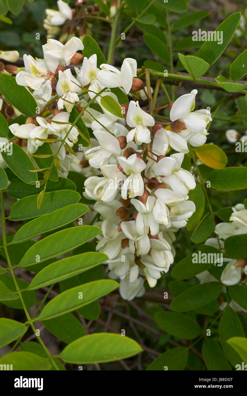 Yellow false acacia hi-res stock photography and images - Alamy