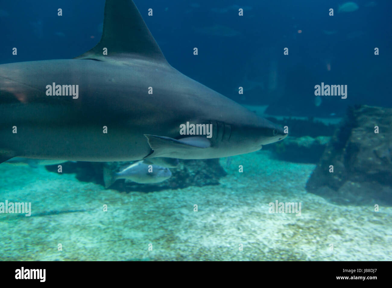 Real Shark Underwater in Natural Aquarium Stock Photo - Alamy