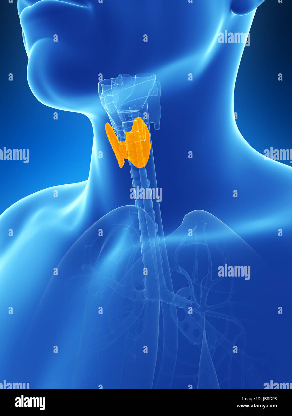 3d rendered illustration of the thyroid gland Stock Photo - Alamy