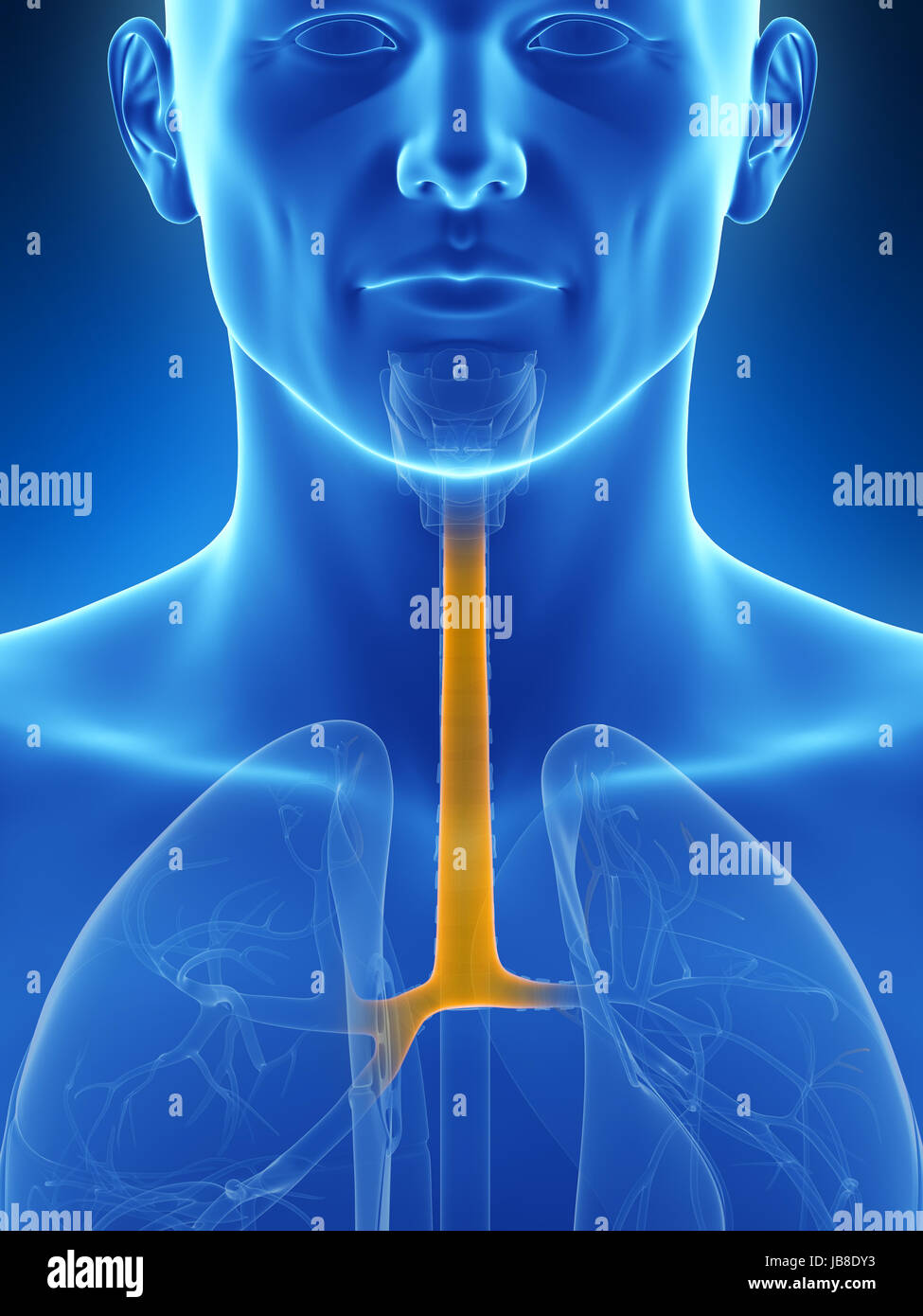 3d rendered illustration of the trachea Stock Photo - Alamy