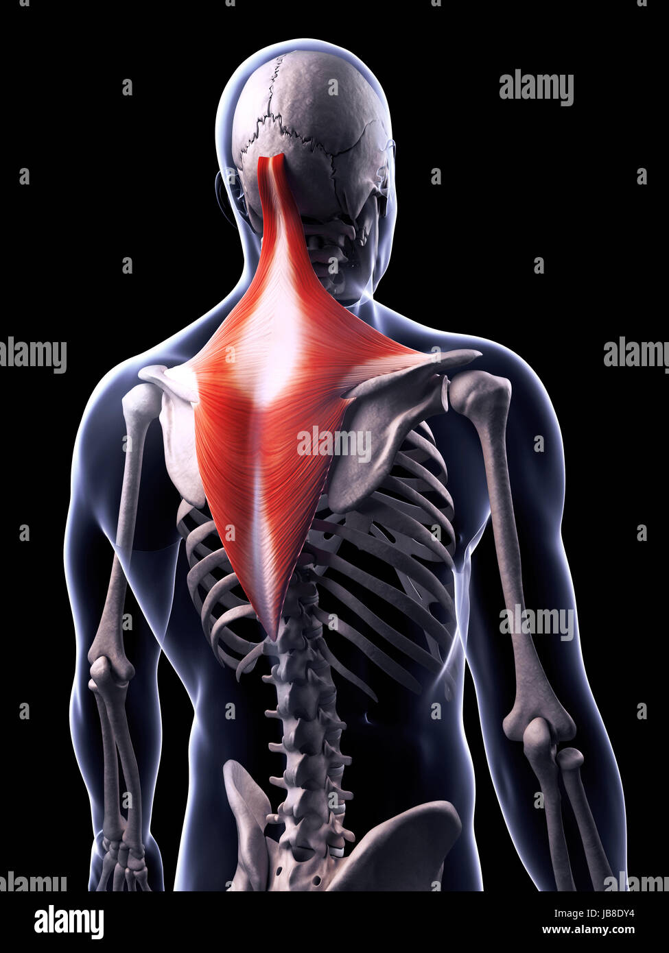 3d rendered illustration of the trapezius muscle Stock Photo - Alamy
