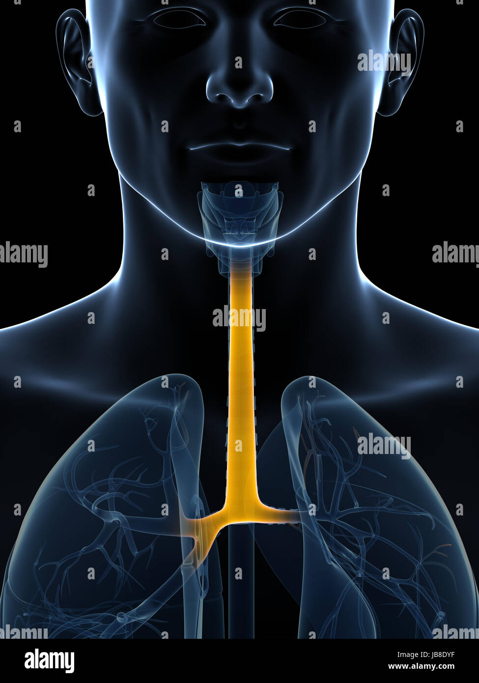 3d rendered illustration of the trachea Stock Photo - Alamy