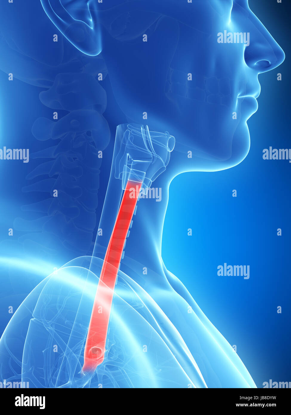 3d rendered illustration of the trachea Stock Photo - Alamy