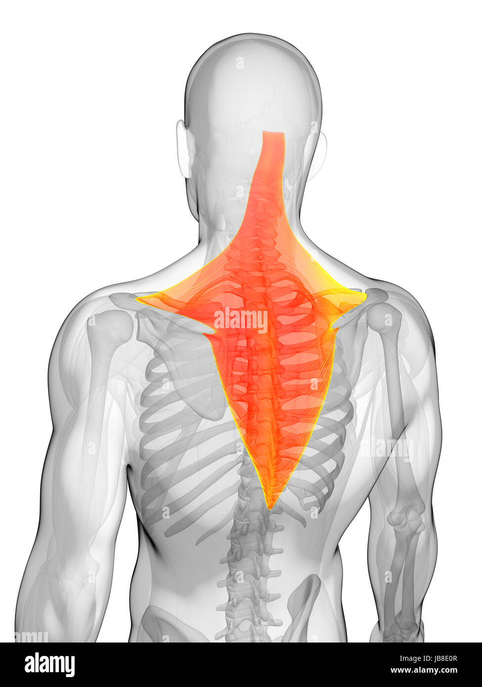 3d rendered illustration - trapezius muscle Stock Photo - Alamy