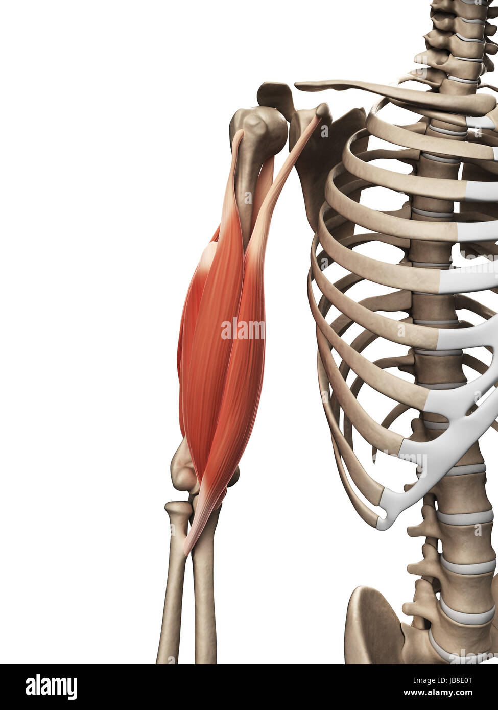3d rendered illustration of the upper arm muscle Stock Photo - Alamy