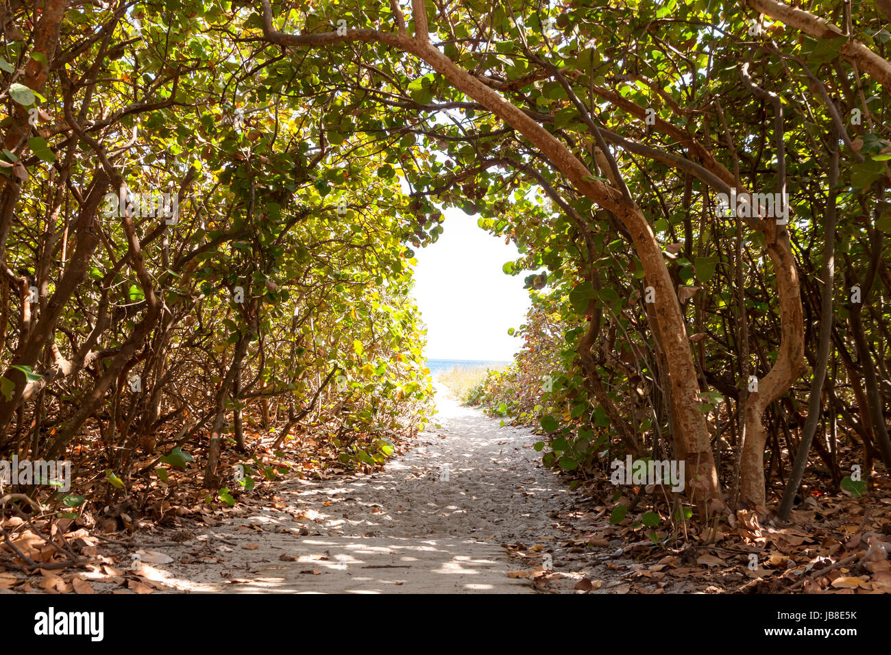 Tree-lined path leading to sandy beach in Delray Beach, Florida, United ...