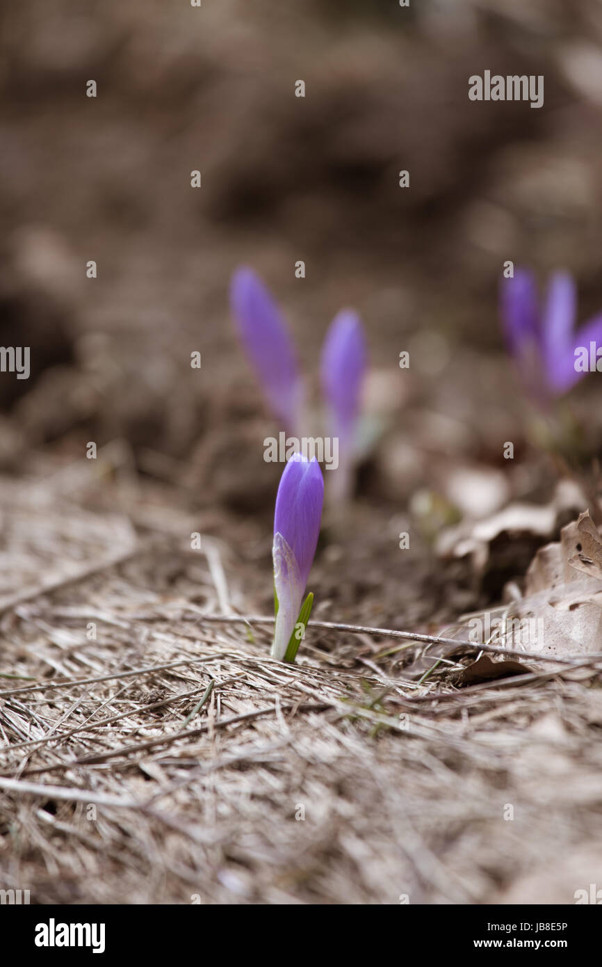 Beautiful purple wild crocus flowers on a natural background in spring ...