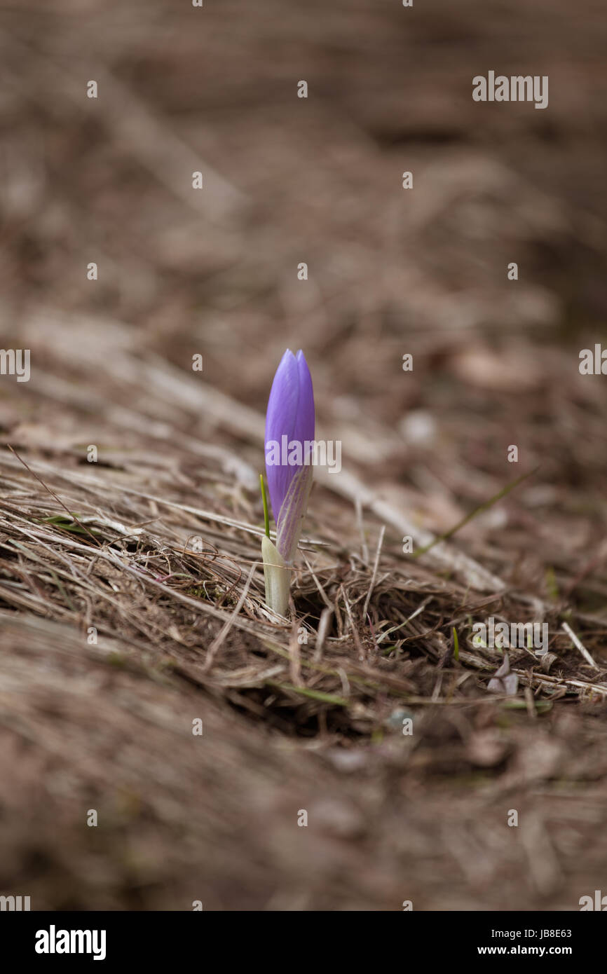 Beautiful purple wild crocus flowers on a natural background in spring ...