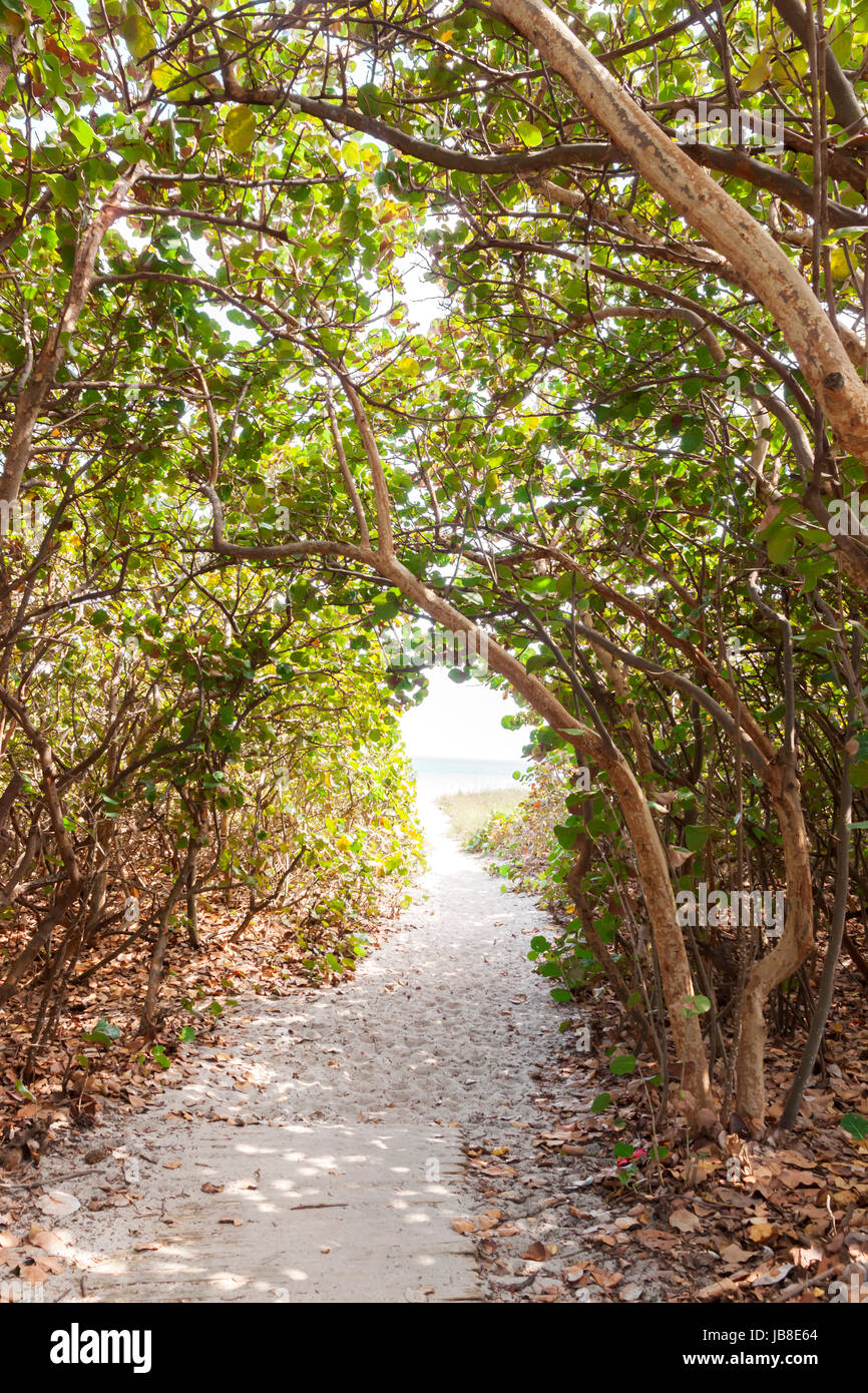 Tree-lined path leading to sandy beach in Delray Beach, Florida, United ...
