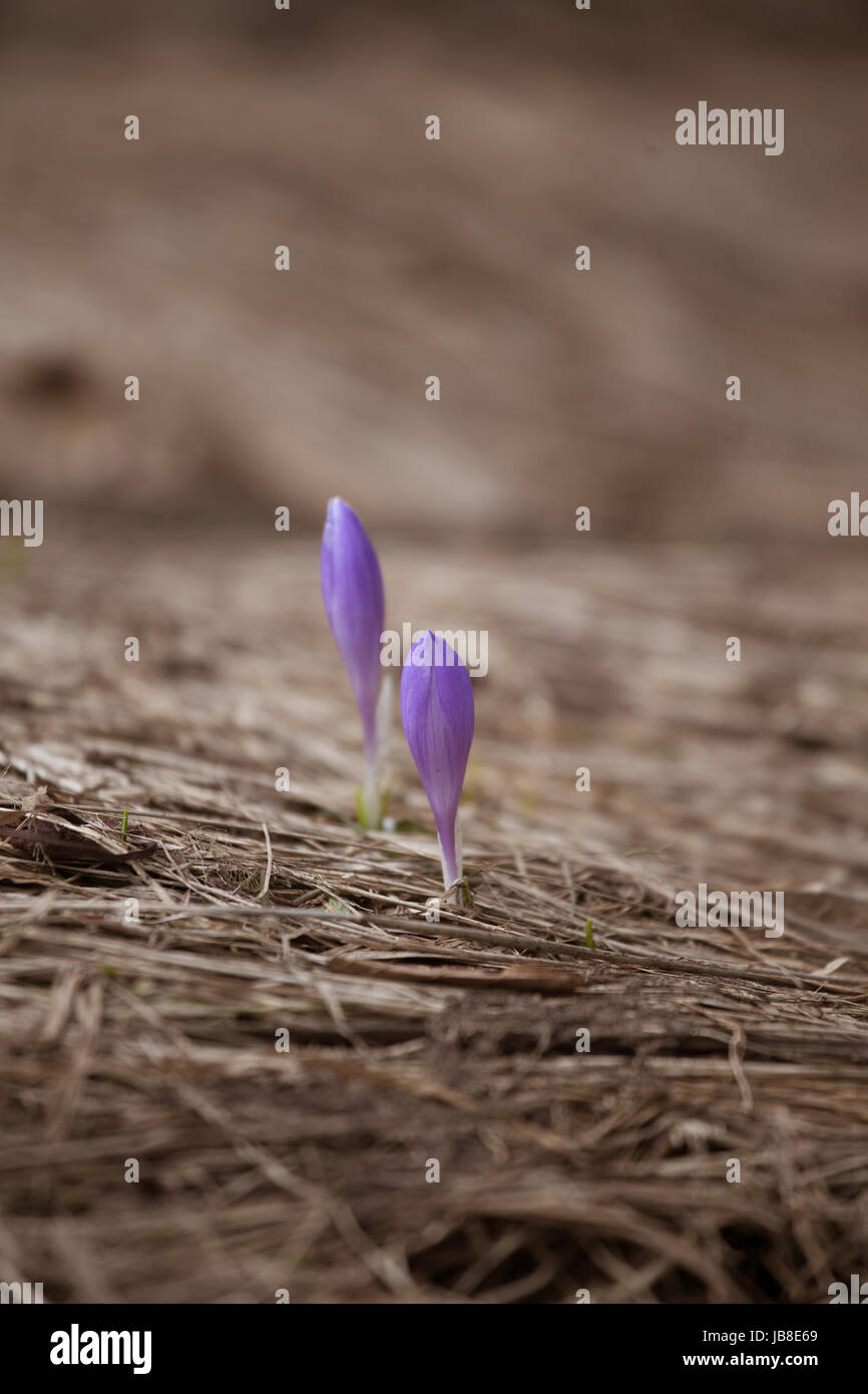 Wild crocus flowers hi-res stock photography and images - Alamy
