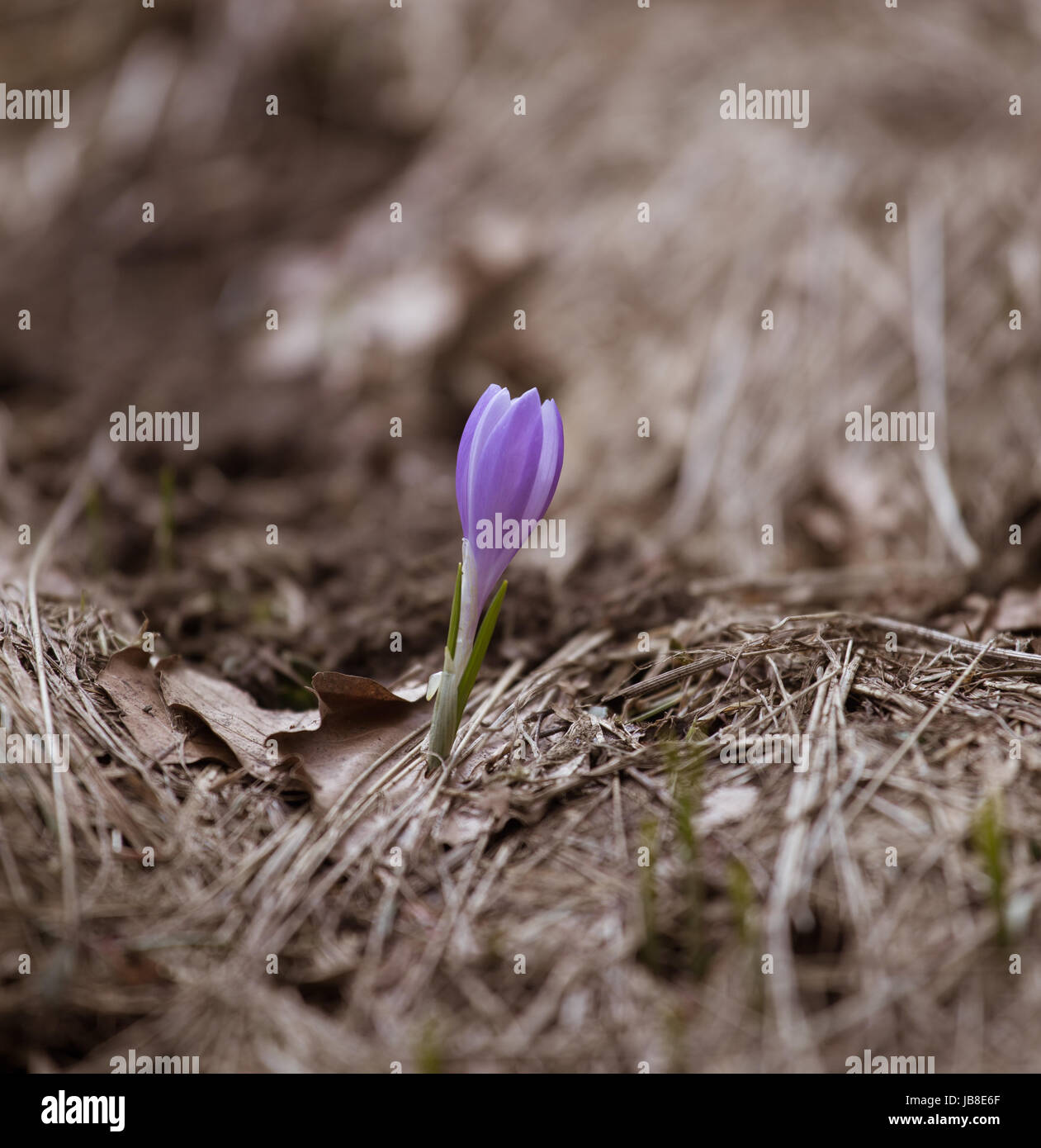 Beautiful purple wild crocus flowers on a natural background in spring ...
