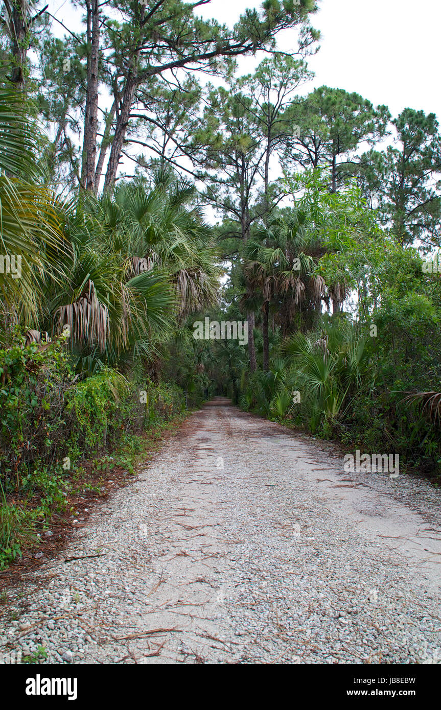 Standing at the mouth of an old rural road in undeveloped area of ...