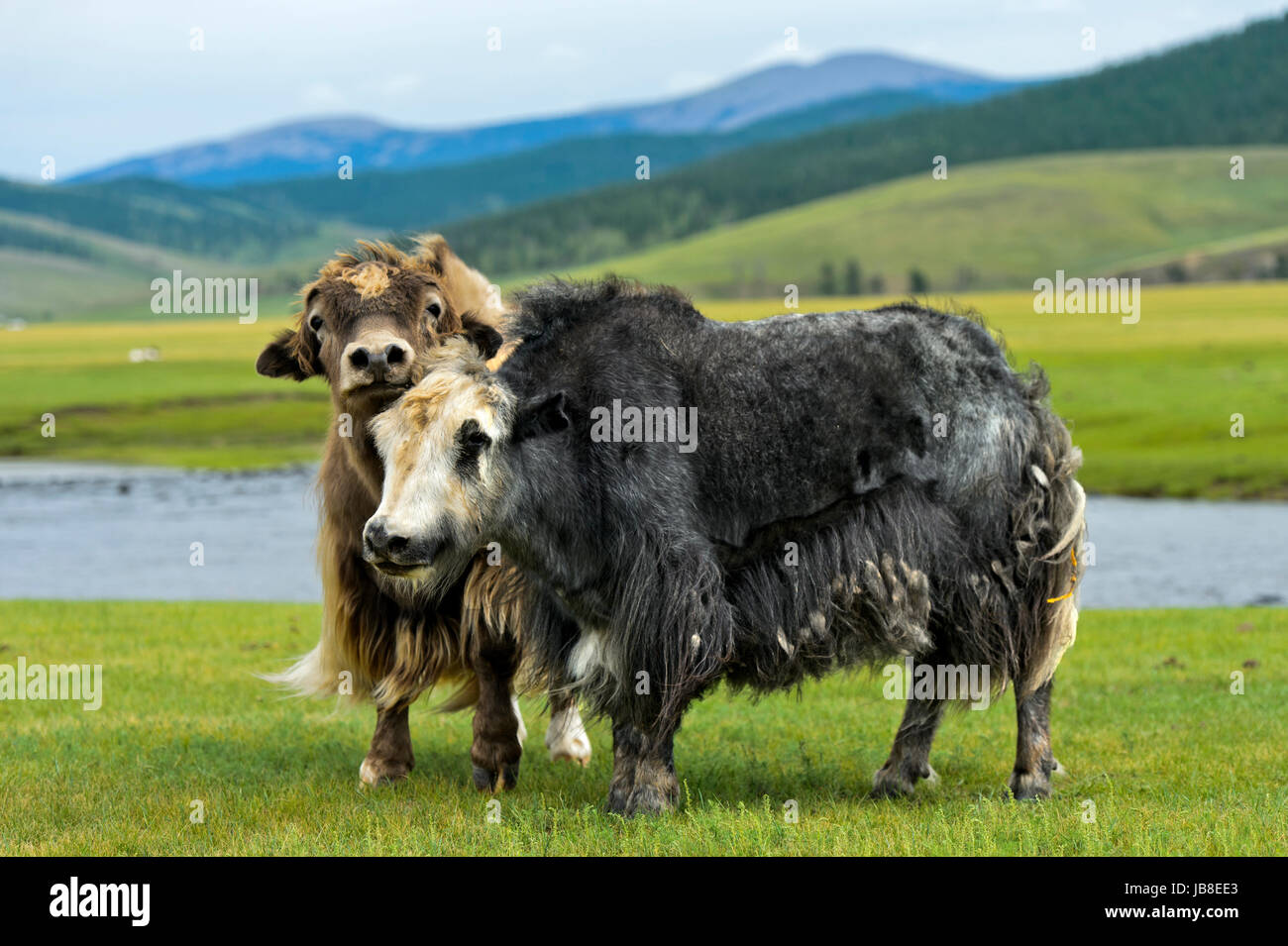 Two Yaks (Bos mutus) with long shaggy hair, Orkhon Valley, Khangai ...