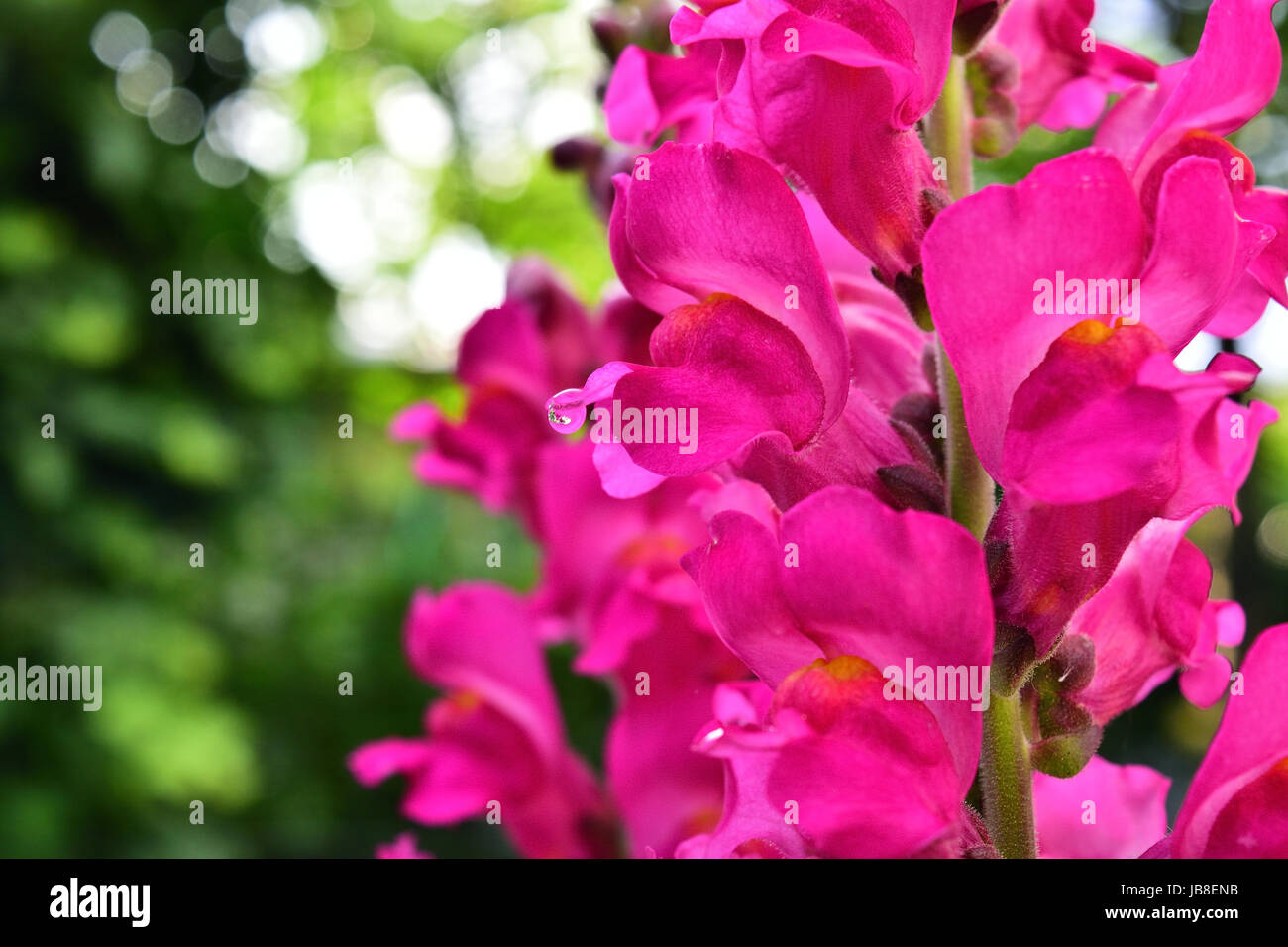 Antirrhinum majus. Snapdragon flower: a plant of the figwort family ...