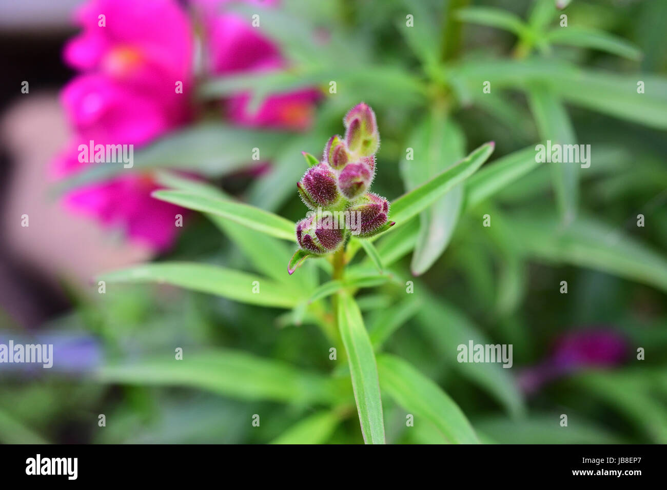 Snapdragon flower bud: the flower resembles to the face of a dragon ...