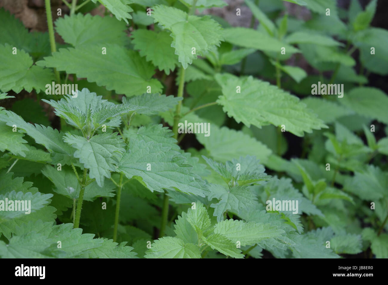 Stinging nettles garden hi-res stock photography and images - Alamy