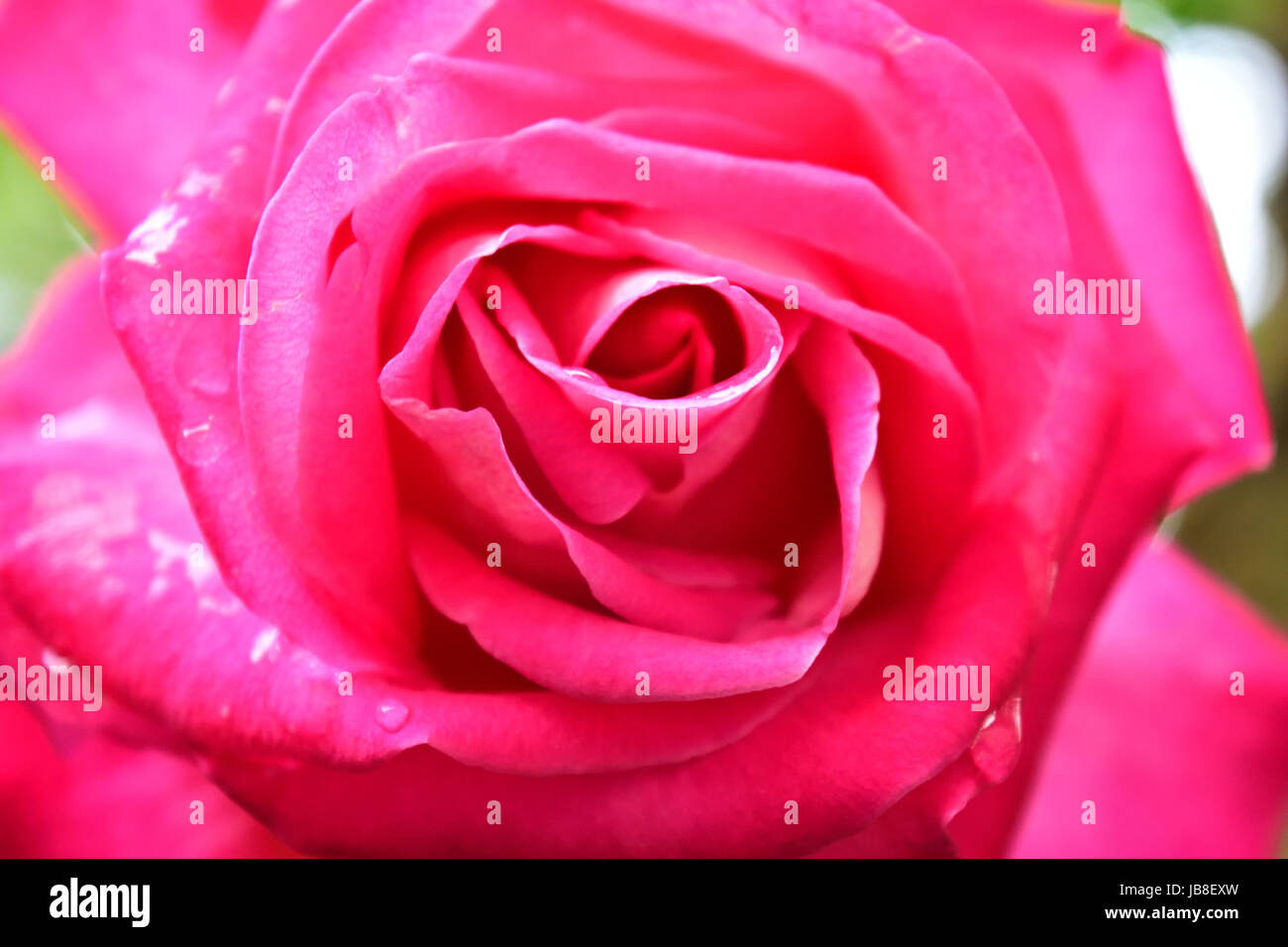 Pinkish rose hi-res stock photography and images - Alamy