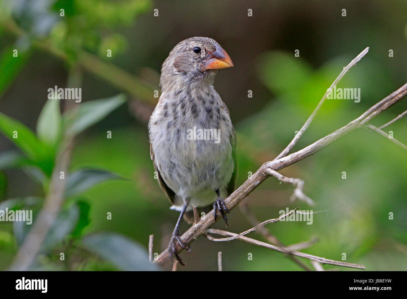 Galapagos finch possibly a female medium ground finch on a lichen ...