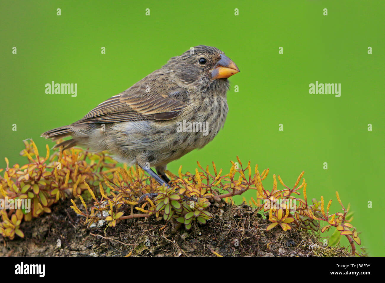 Galapagos finch possibly a female medium ground finch on a lichen ...