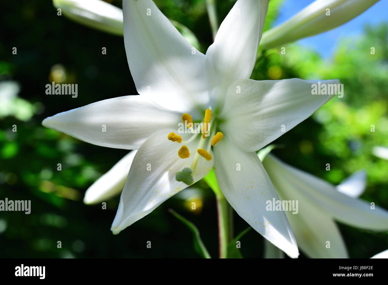 Madonna lily lily hi-res stock photography and images - Alamy