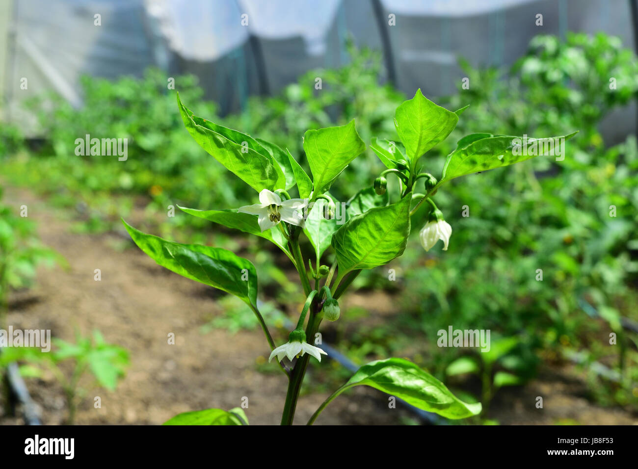 Green pepper plant cultivated in home greenhouse. Capsicum annuum is ...