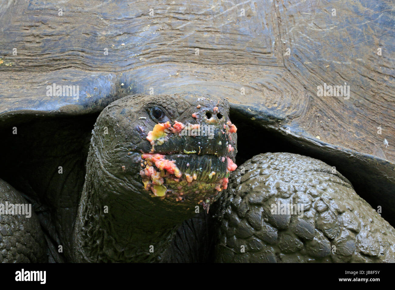 Galapagos Giant Tortoise eating fruit Stock Photo - Alamy