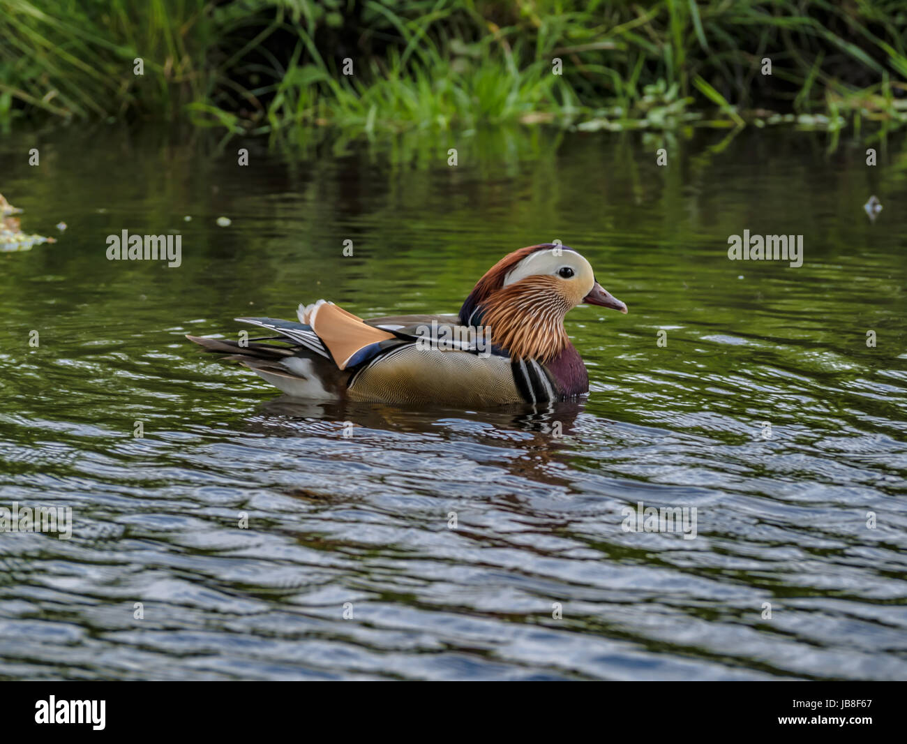 duck by river male Stock Photo - Alamy