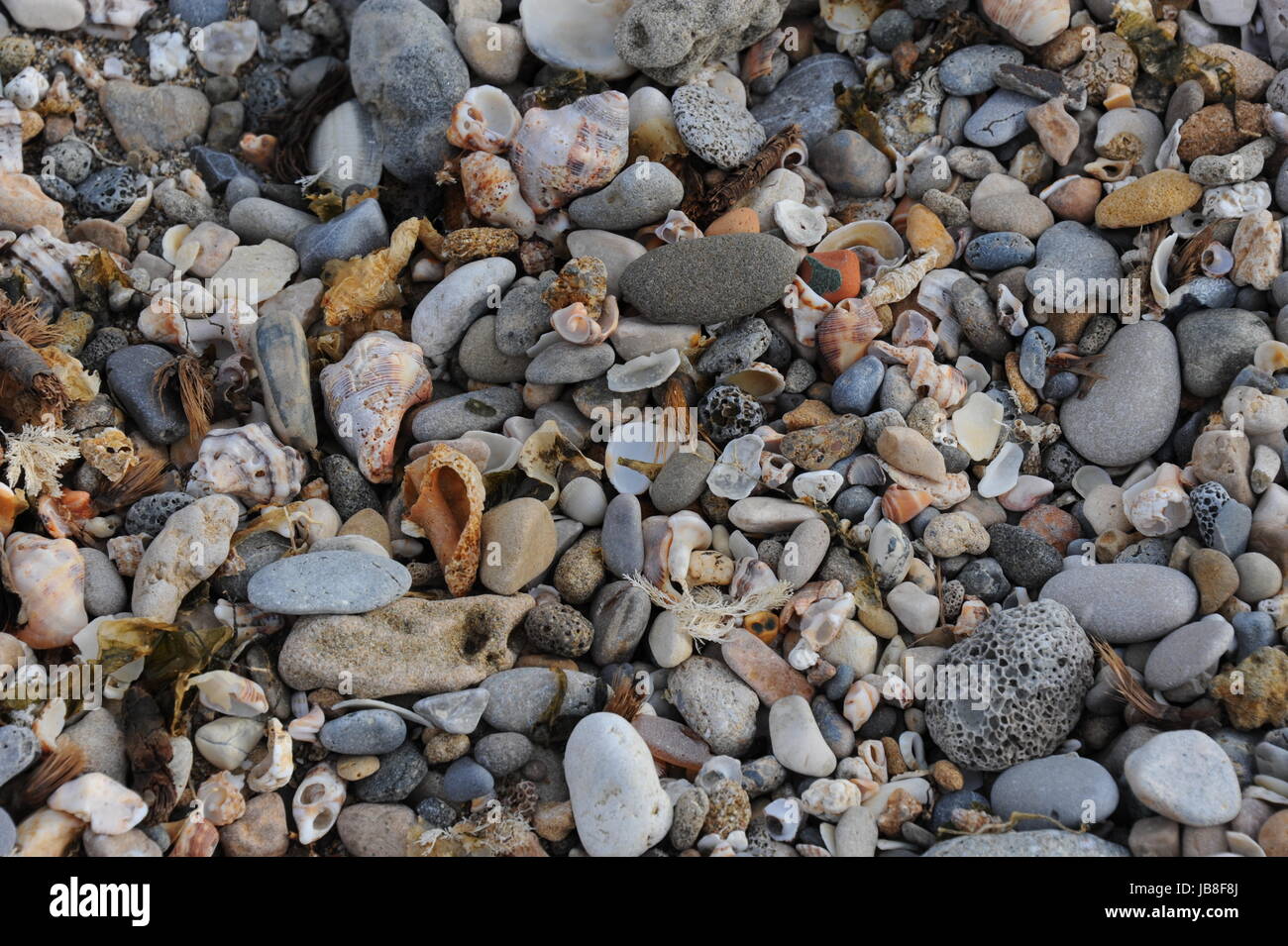 stones - shells at the beach Stock Photo - Alamy