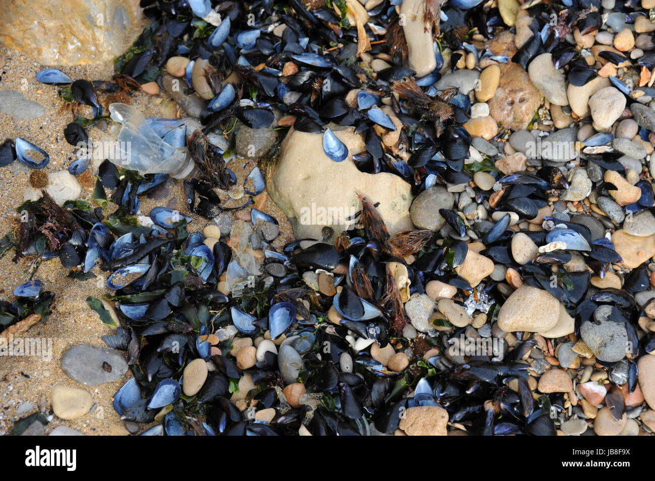 stones - shells at the beach Stock Photo - Alamy