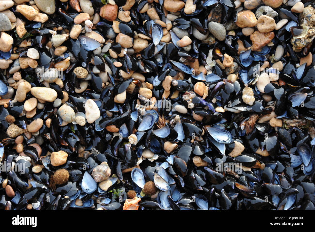 stones - shells at the beach Stock Photo - Alamy