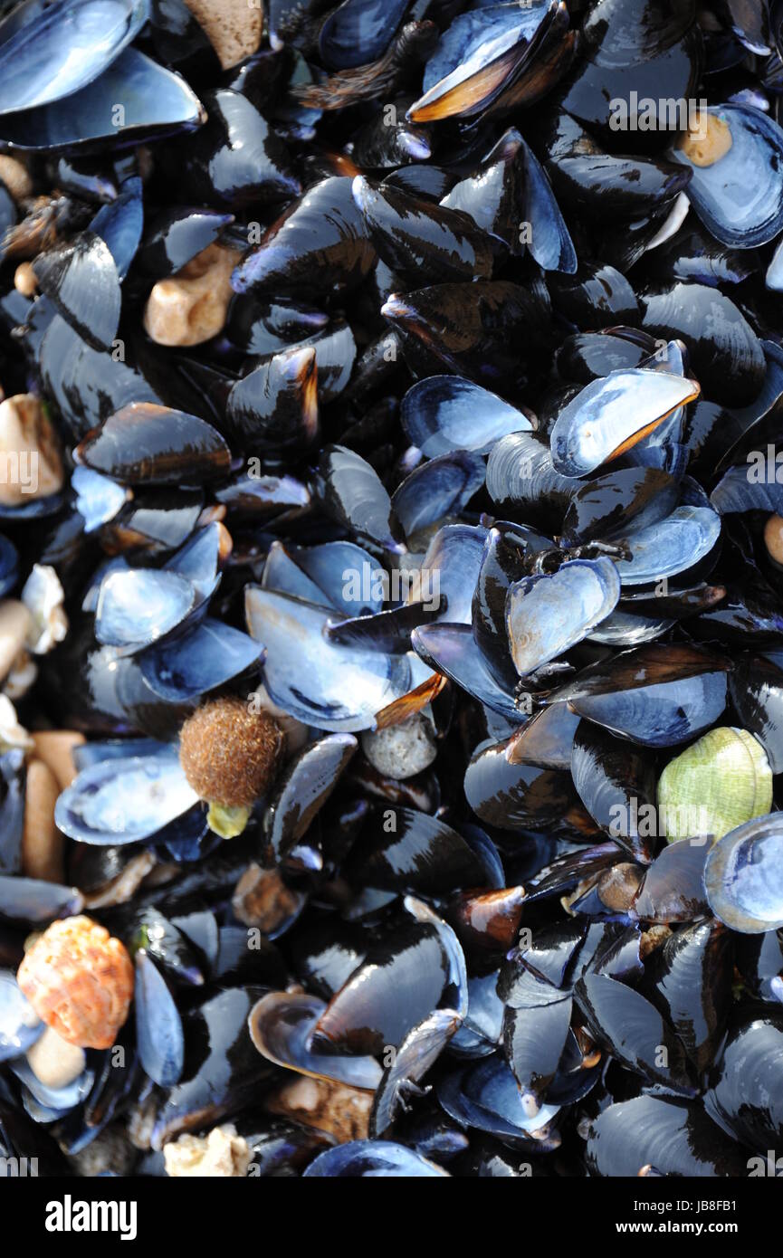 stones - shells at the beach Stock Photo - Alamy