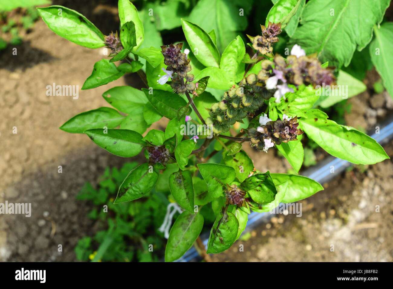 Basil plant in the greenhouse Stock Photo - Alamy
