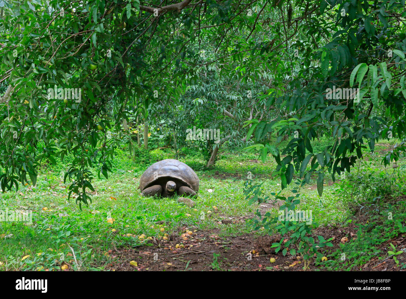 Galapagos Giant Tortoise Stock Photo - Alamy