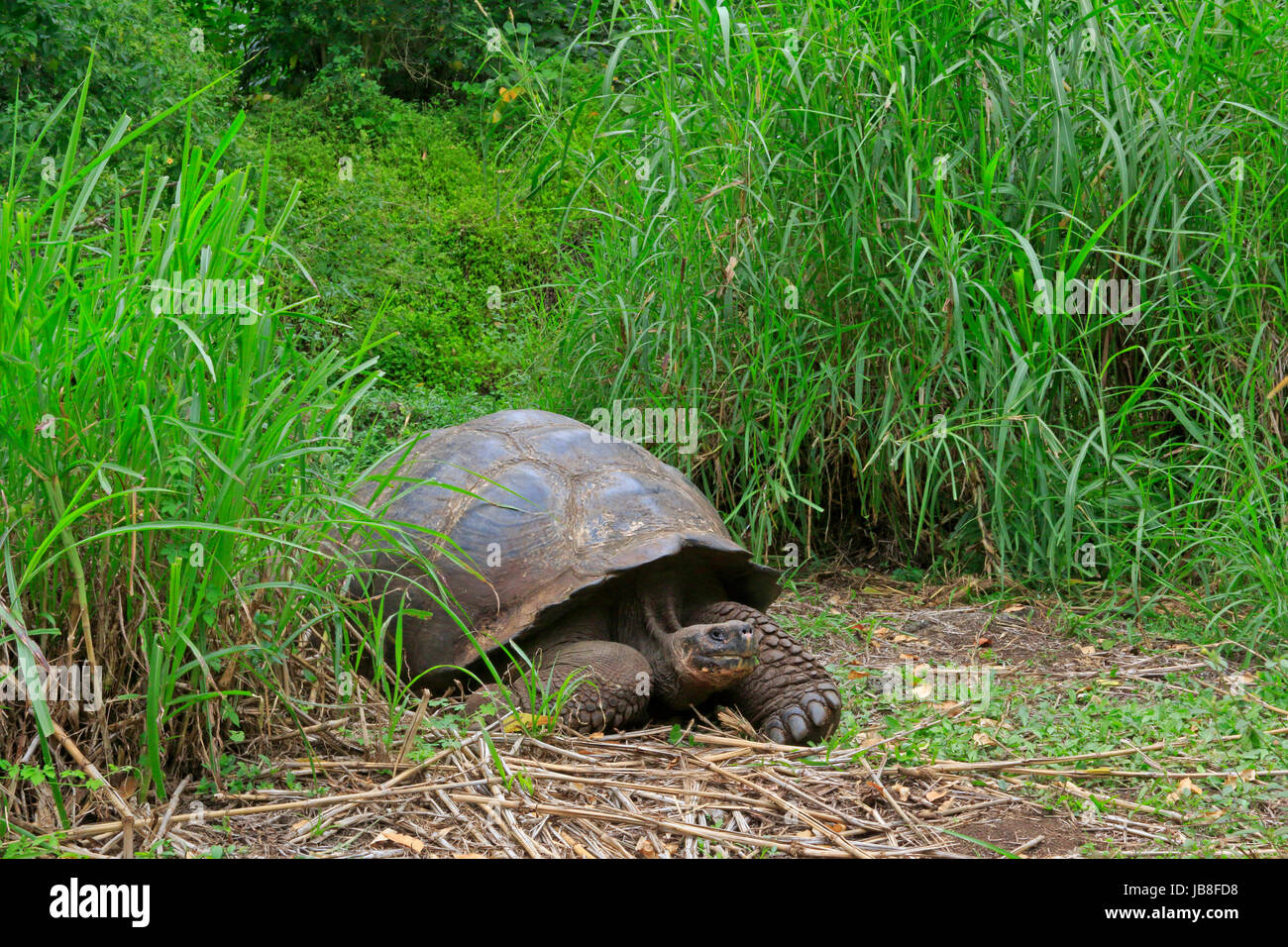 Galapagos Giant Tortoise Stock Photo - Alamy