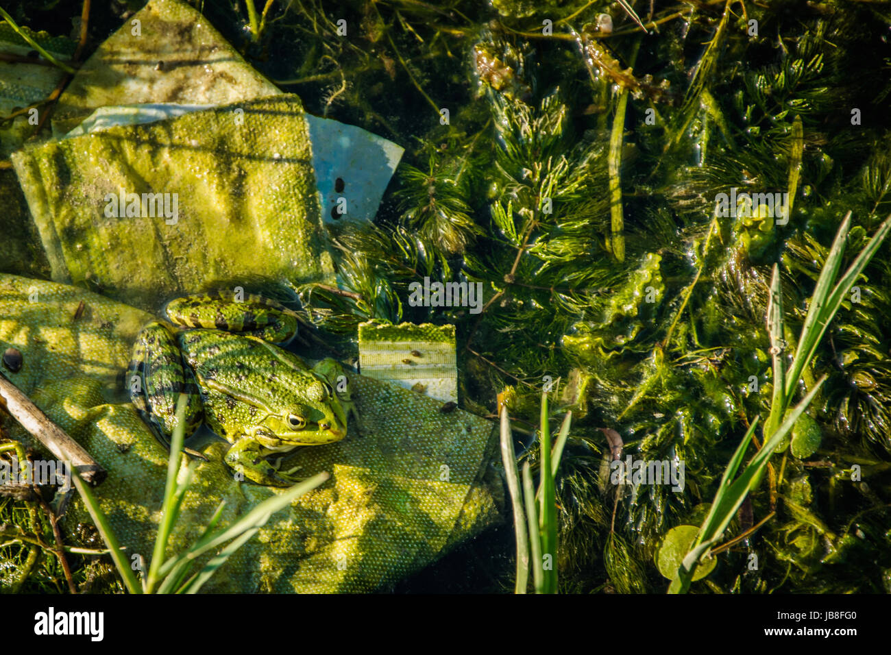Camouflage frog in the pond Stock Photo - Alamy